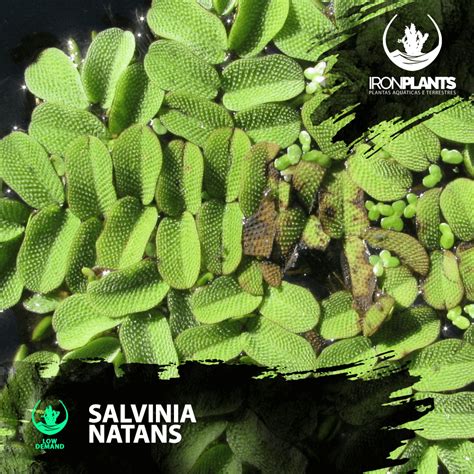 Salvinia Natans Habittance