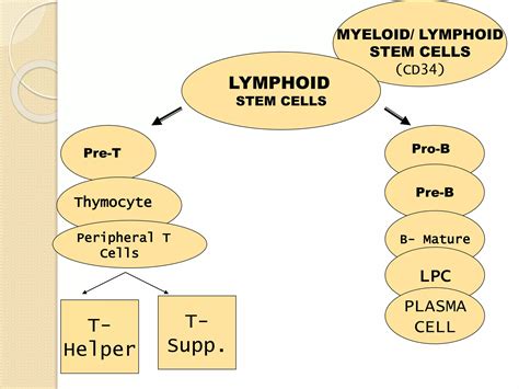 Acute Lymphoblastic Leukemia Approach And Treatment Pptx