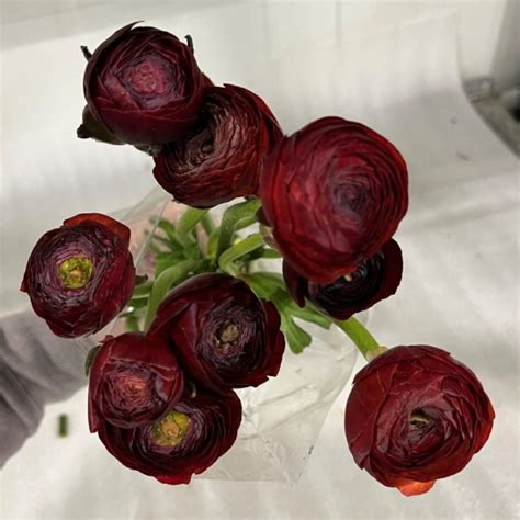 Chocolate Elegance Ranunculus Florabundance Wholesale Flowers