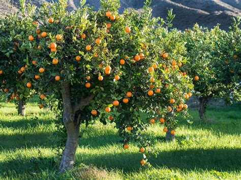 Comment Cultiver Des Oranges En Méditerranée Dbqzp