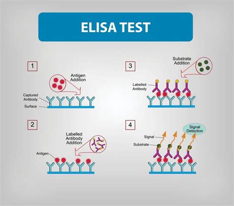Teste Elisa Indireto Free Indirect Elisa Icons Symbols Pictures And