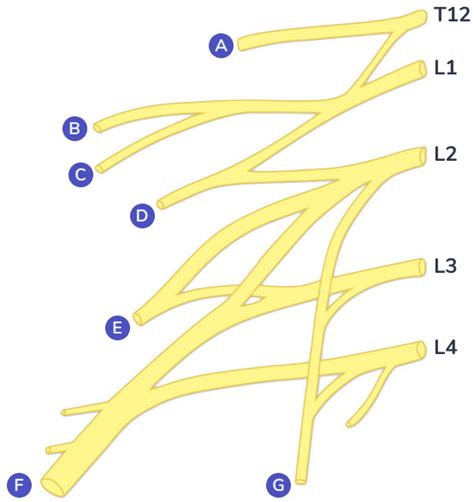 Lumbar Plexus Diagram Quizlet