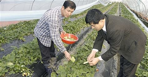 굿뜨래 딸기 천적농법으로 승부110만마리 농가보급