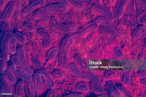 라즈베리 박테리아 세균 및 세균성 식민지 건강 한 신체를 영향을 미칩니다 헬리코박터 파일로리에 대한 스톡 사진 및 기타 이미지