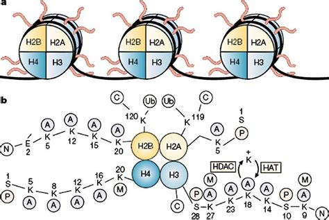 Histone Chemical Structure