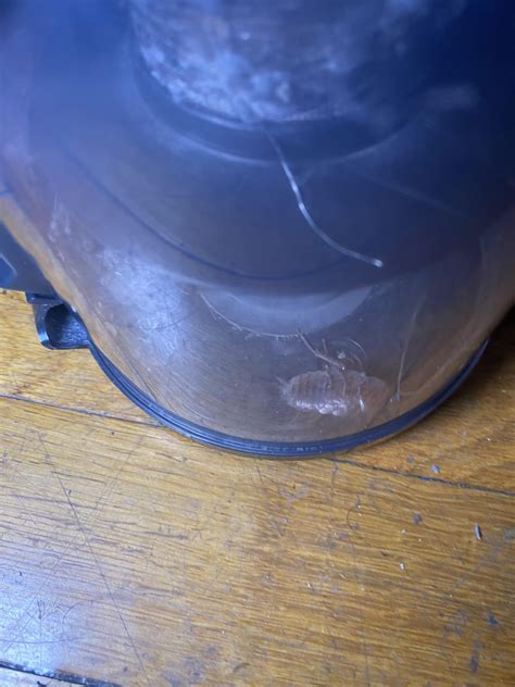 Roach Identification Please I Think It Might Be An American Roach Can