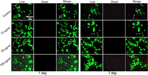 Representative Fluorescence Images Showing The Cell Viability Of Rbmscs
