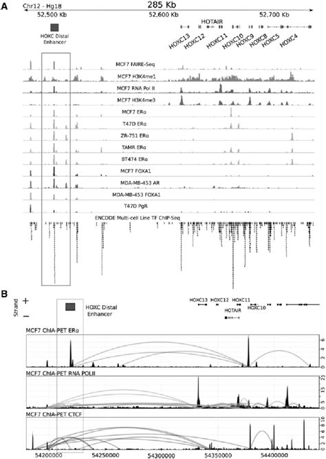 Identification Of A Hoxc Putative Cis Regulatory Element By