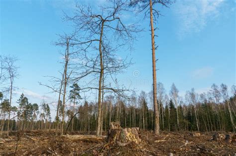 Treetops In The Forest Against The Blue Sky On A Summer Day Cutting Down Trees And Shrubs