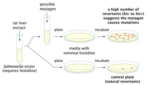 Ames Test Introduction Principle Procedure Uses And Interpretation