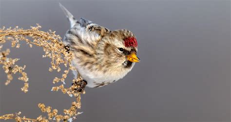 Redpoll Identification All About Birds Cornell Lab Of Ornithology