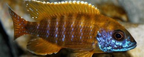 马拉湖慈鲷好不好养，掌握好它的生活习性便不难饲养 新三农