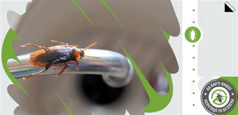 Як позбутися тарганів Як вивести тарганів якщо в будинку дитина