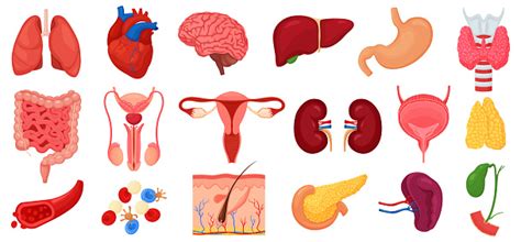 폐 신장 위 내장 뇌 심장 비장 및 간 피부 동맥 혈액 등 벡터 플랫 일러스트로 설정 된 현실적인 인간의 내부 장기 아이콘 내부 기관에 대한 스톡 벡터 아트 및 기타 이미지