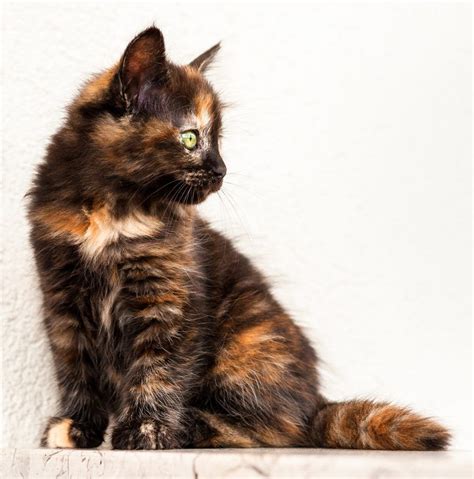 Tortoiseshell Cat Over 30 Fascinating Facts About Tortie Cats