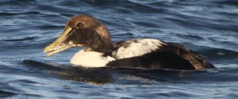Common Eider Somateria Mollissima 10 000 Birds
