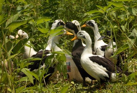 More Forest Pasture Experiments Avian Aqua Miser