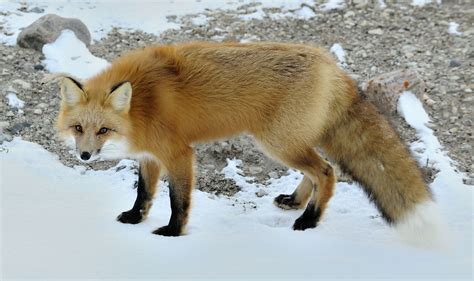 Red Fox – Telegraph