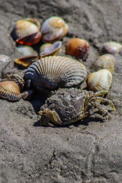 Premium Photo Close Up Of Shells On Beach
