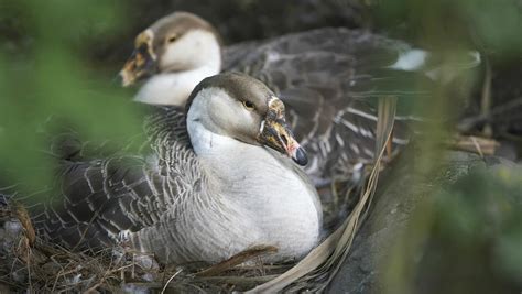 Willowbank Wildlife Reserve 2025 All You Must Know Before You Go