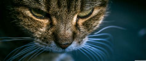 Cat 4k Wallpapers Top Free Cat 4k Backgrounds Wallpaperaccess