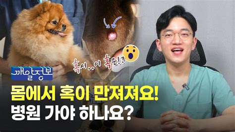 강아지 몸에서 혹이 만져져요 병원 가야 하나요 Youtube