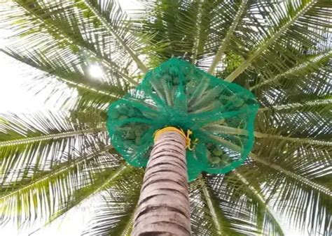 Coconut Tree Nets In Anantapur Kadapa Kurnool