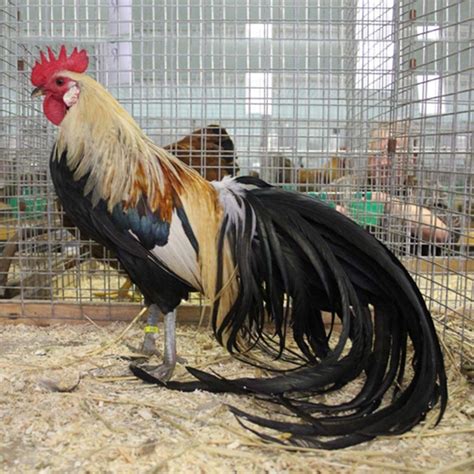 Gallus Gallus Domesticus Onagadori Gallus Gallus Domesticus