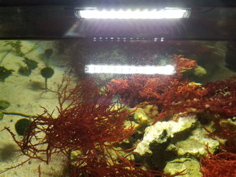 Nano Display Refugium Lighting Reef2reef