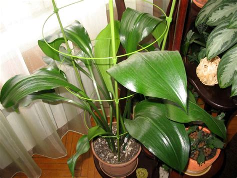 Комнатные цветы с широкими листьями 66 фото