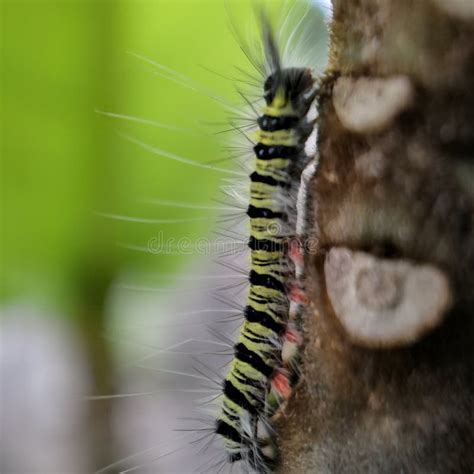 Chenille De Cocon Dinsecte Image Stock Image Du Blanc Traitement