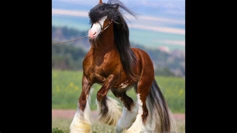 Eng Chiroyli Otlar Rasmlari Youtube