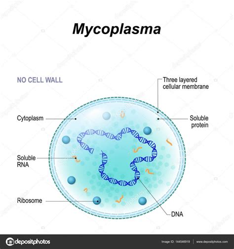 Mycoplasma Cell Structure — Stock Vector © Edesignua 144546919