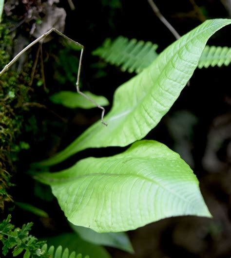 Microsorum Membranaceum Eflora Of India