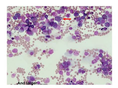 Ppt Digital Morphology And Eqa Michelle Brereton John Burthem Keith