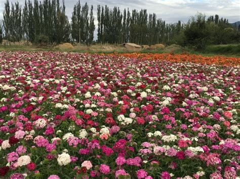 五彩石竹冬季可以开花吗 花海建设 长景园林网