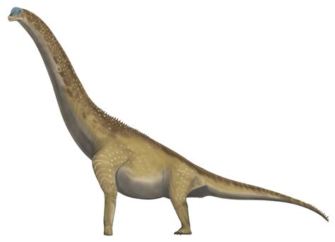Brachiosaurus Dinosaurian Database Wiki Fandom