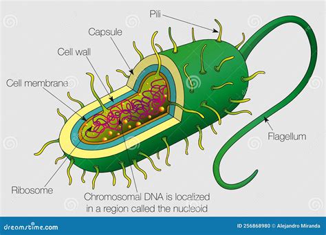 The Graphic Shows The Parts Of A Bacterium Cell Vector Image Stock