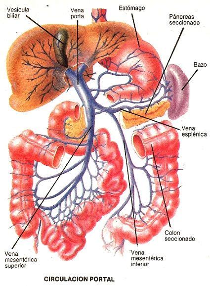 Blog De Biofisica Ug Tema 12 Mecánica Circulatoria Sístole Diástole