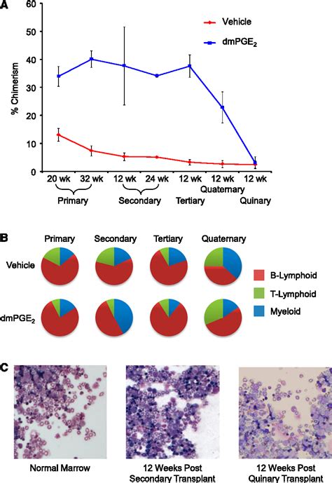 Figure 1 From Prostaglandin E2 Enhances Long Term Repopulation But Does Not Permanently Alter