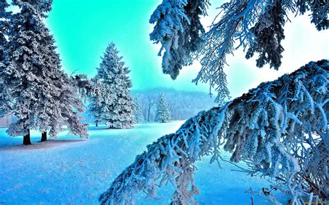 Обои Природа Зима обои для рабочего стола фотографии природа зима деревья снег Обои для