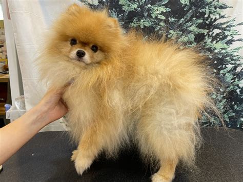 포메라니안 미용 종류 5가지 털 빡빡 밀지 않는 게 좋아요 비마이펫 라이프