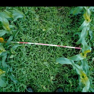 Equal Inro And Between Row Spacing Download Scientific Diagram