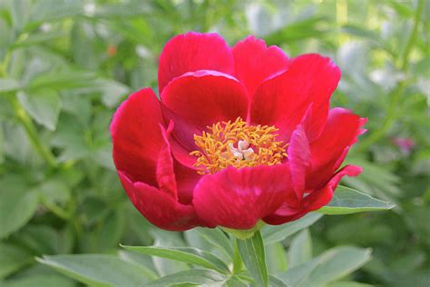 Peony011 Photograph By Isabela And Skender Cocoli Pixels