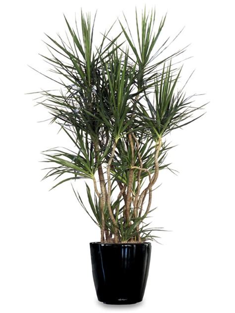 Dracaena Tricolor دراسينا تراي كلر Nabat Delivery The Plant That