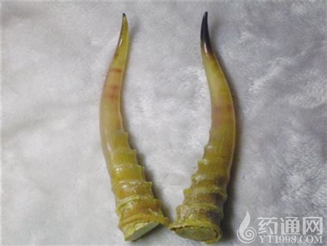 斑羚羊角 羚羊角 第2页 大山谷图库