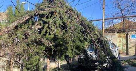 თბილისში ძლიერმა ქარმა წააქცია ხეები დააზიანა ავტომანქანები და სახლებს სახურავები გადახადა