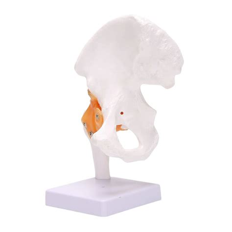 Life Size Hip Bone Model Hip Joint Model With Flexible Ligaments And Bony Landmarks Human Hip