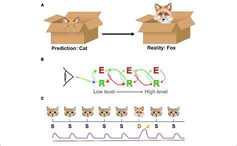 Predictive Coding And Oddball Paradigms A A Prediction Of The