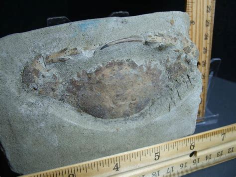 Fossil Crab 012424g The Stones And Bones Collection